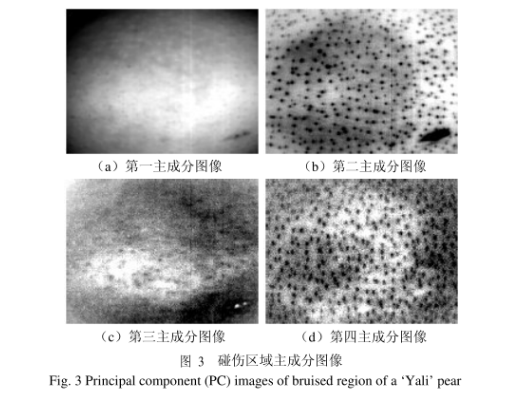 Hyperspectral detection of pear bruises - 高光谱相机